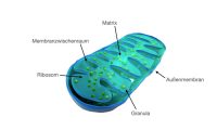 Mitochondrien und die Energiegewinnung im Ausdauersport